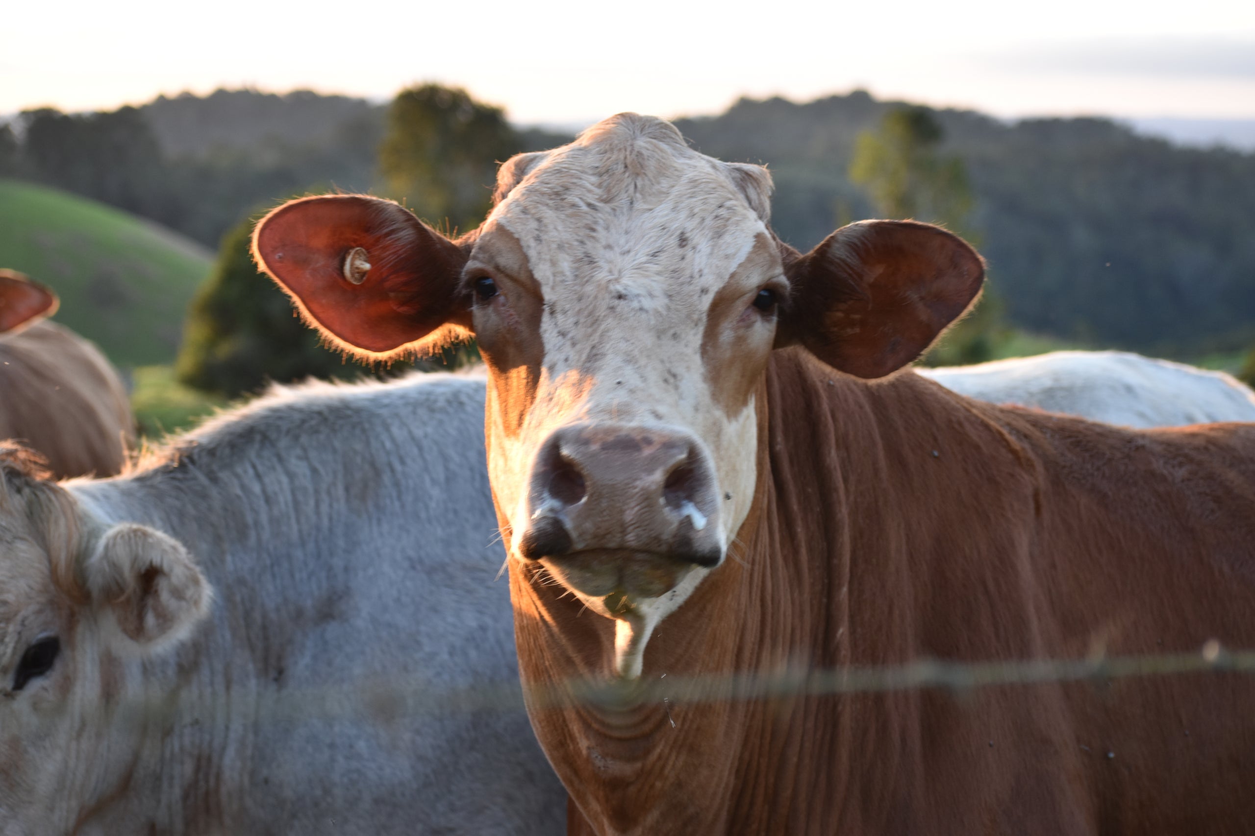 Grass Fed Budget Whole Rib Fillet (3kg) | Babinda Meats